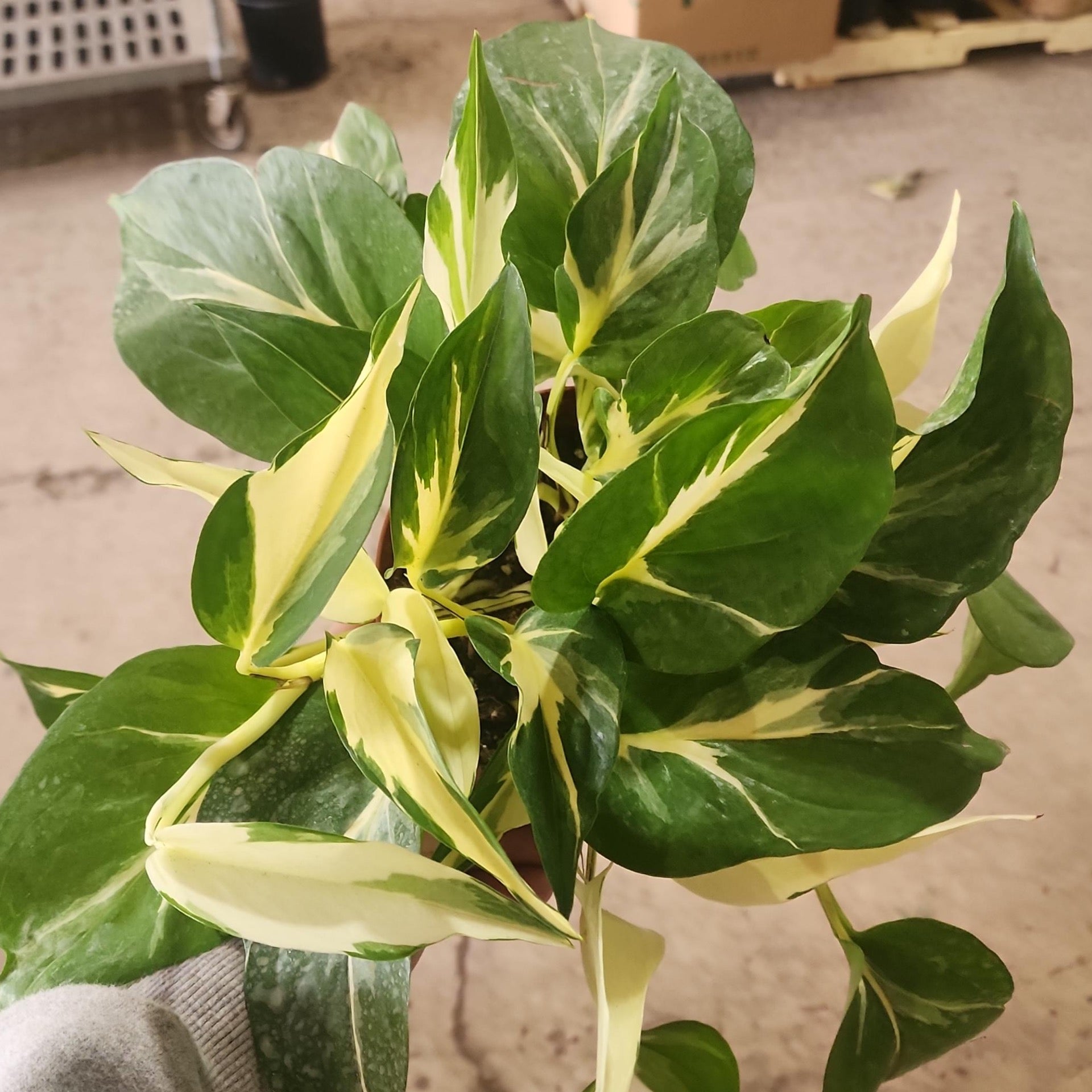 6” Mutant Manjula | Plant Mode