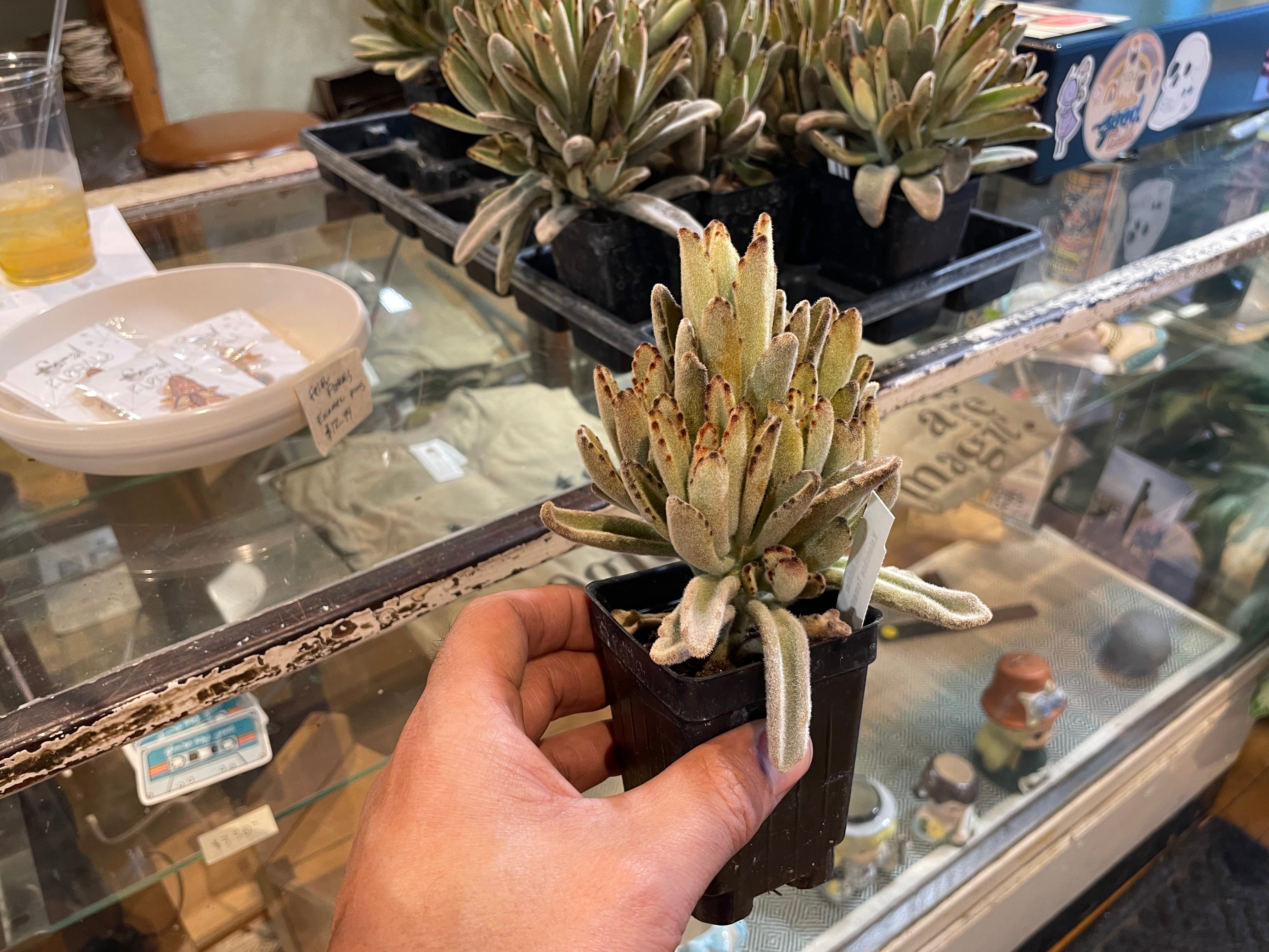 kalanchoe tomentosa chocolate soldier