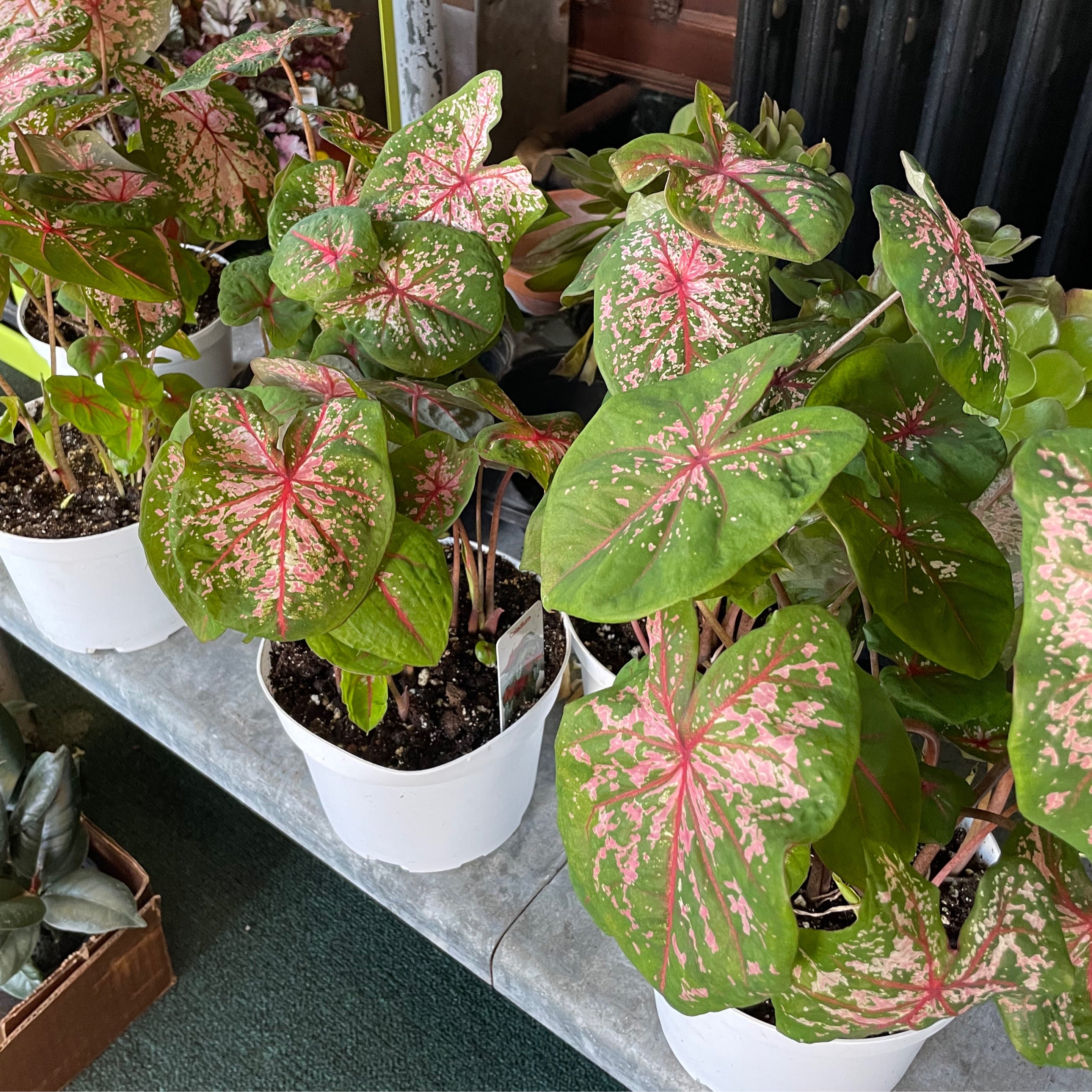 caladium plant