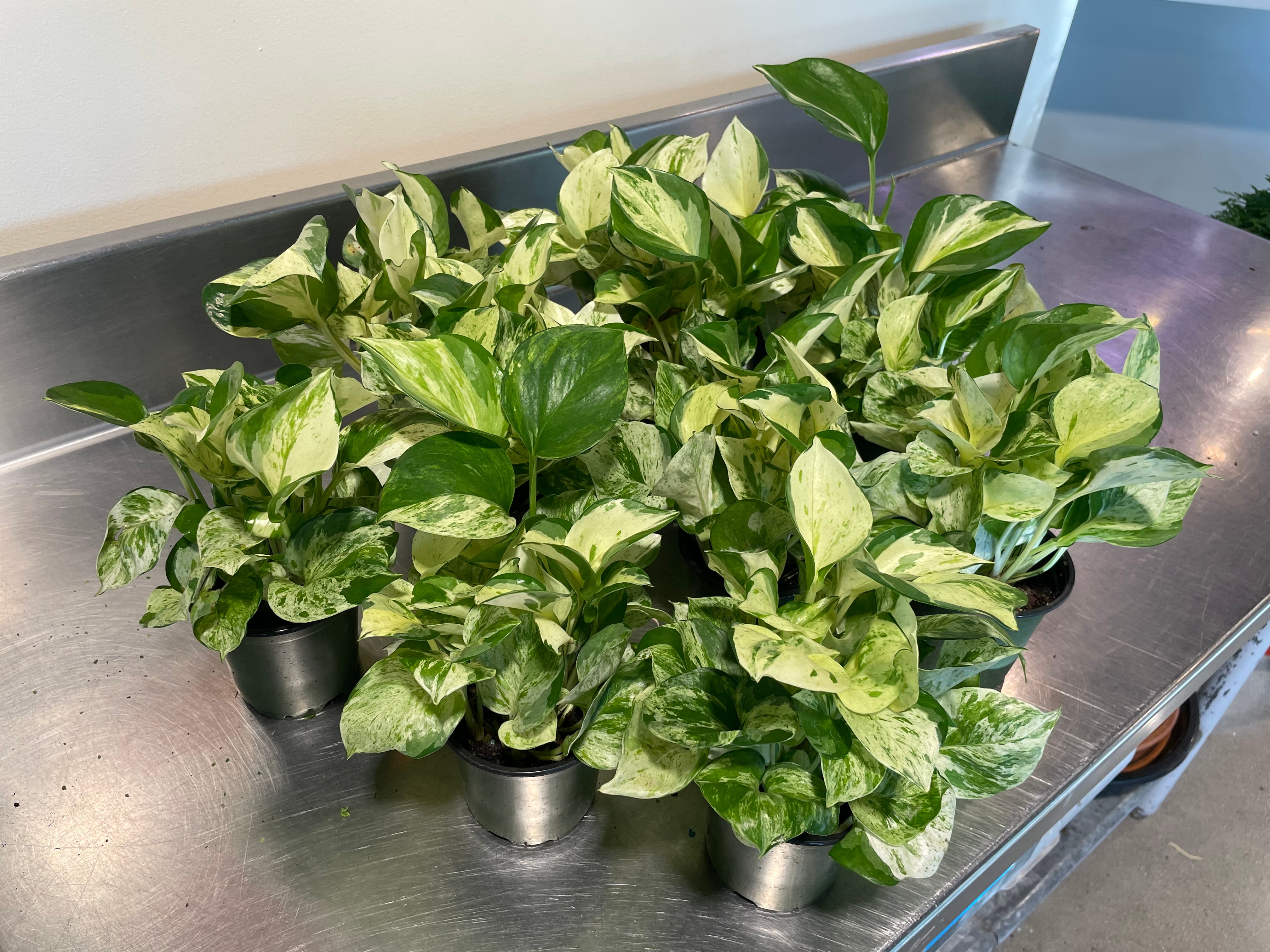 mutated manjula pothos