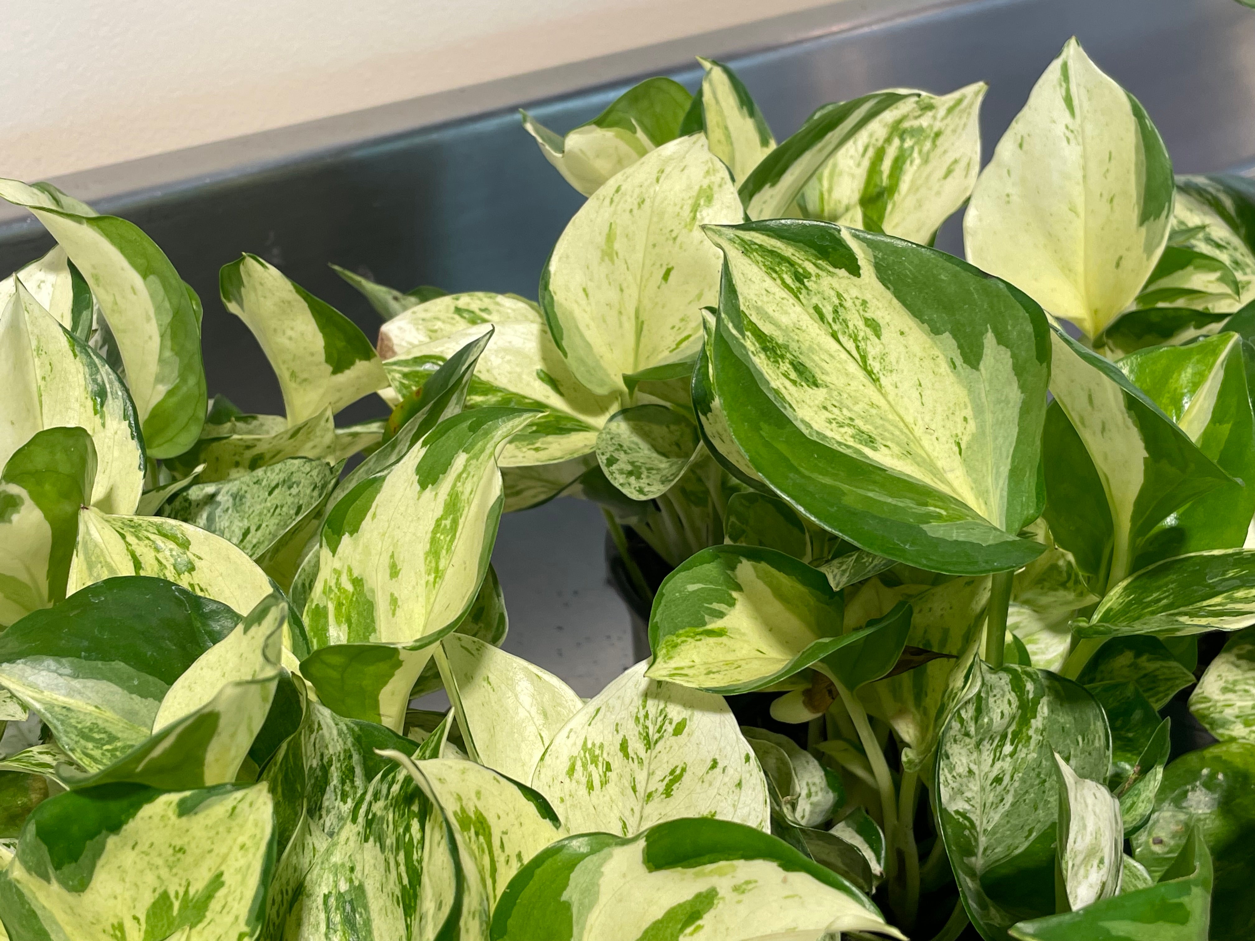 mutated manjula pothos