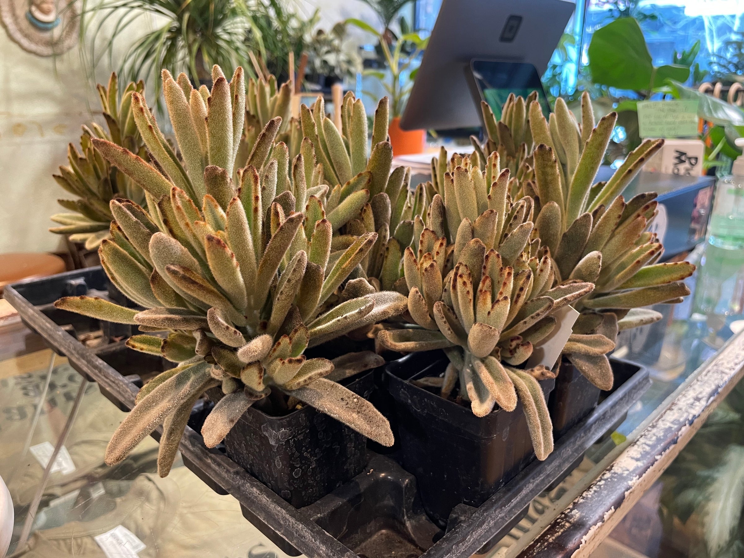 kalanchoe tomentosa chocolate soldier