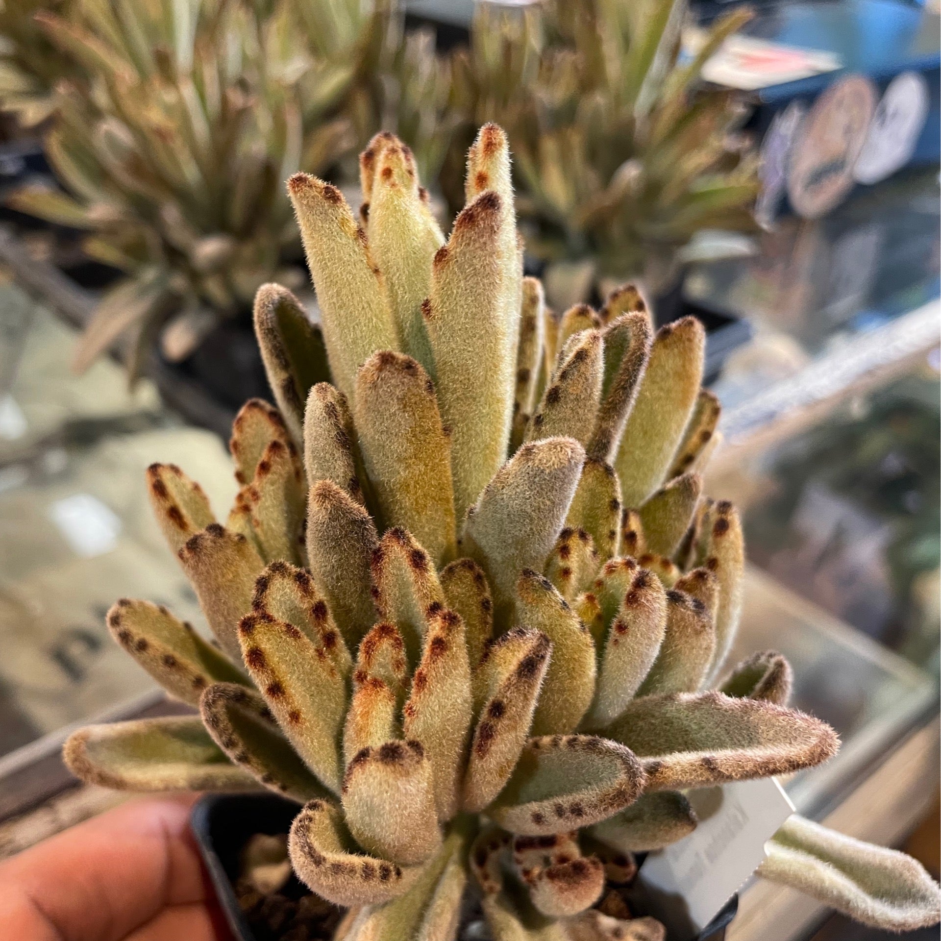 kalanchoe tomentosa chocolate soldier