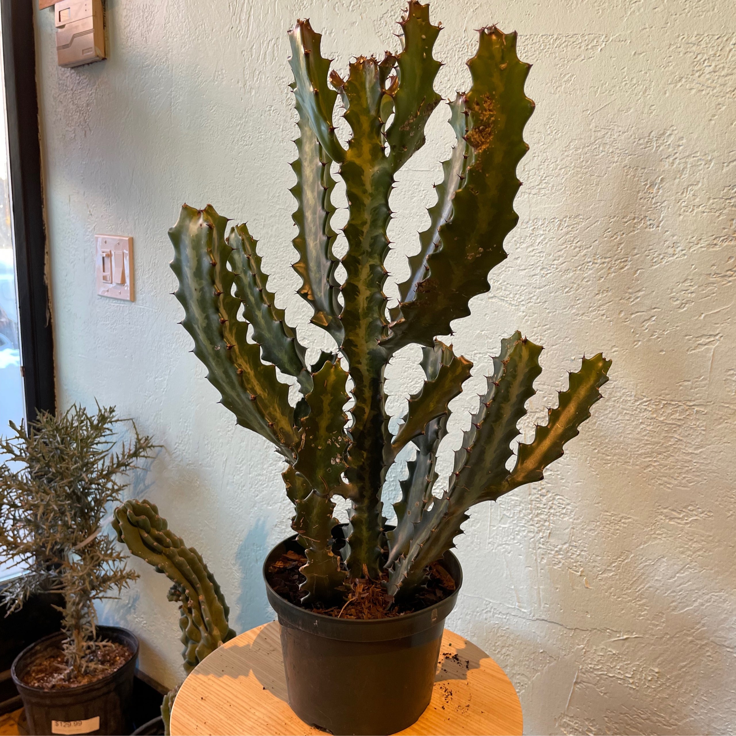 Euphorbia Candelabra | Plant Mode
