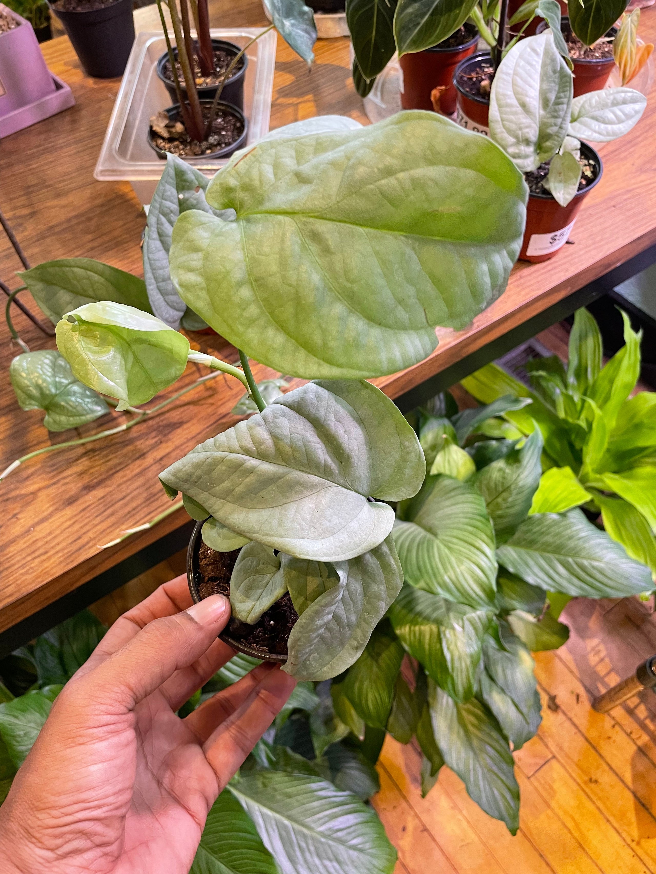 4” Philodendron Spider-Man Monstera (Amydrium Blue Monstera) | Plant Mode