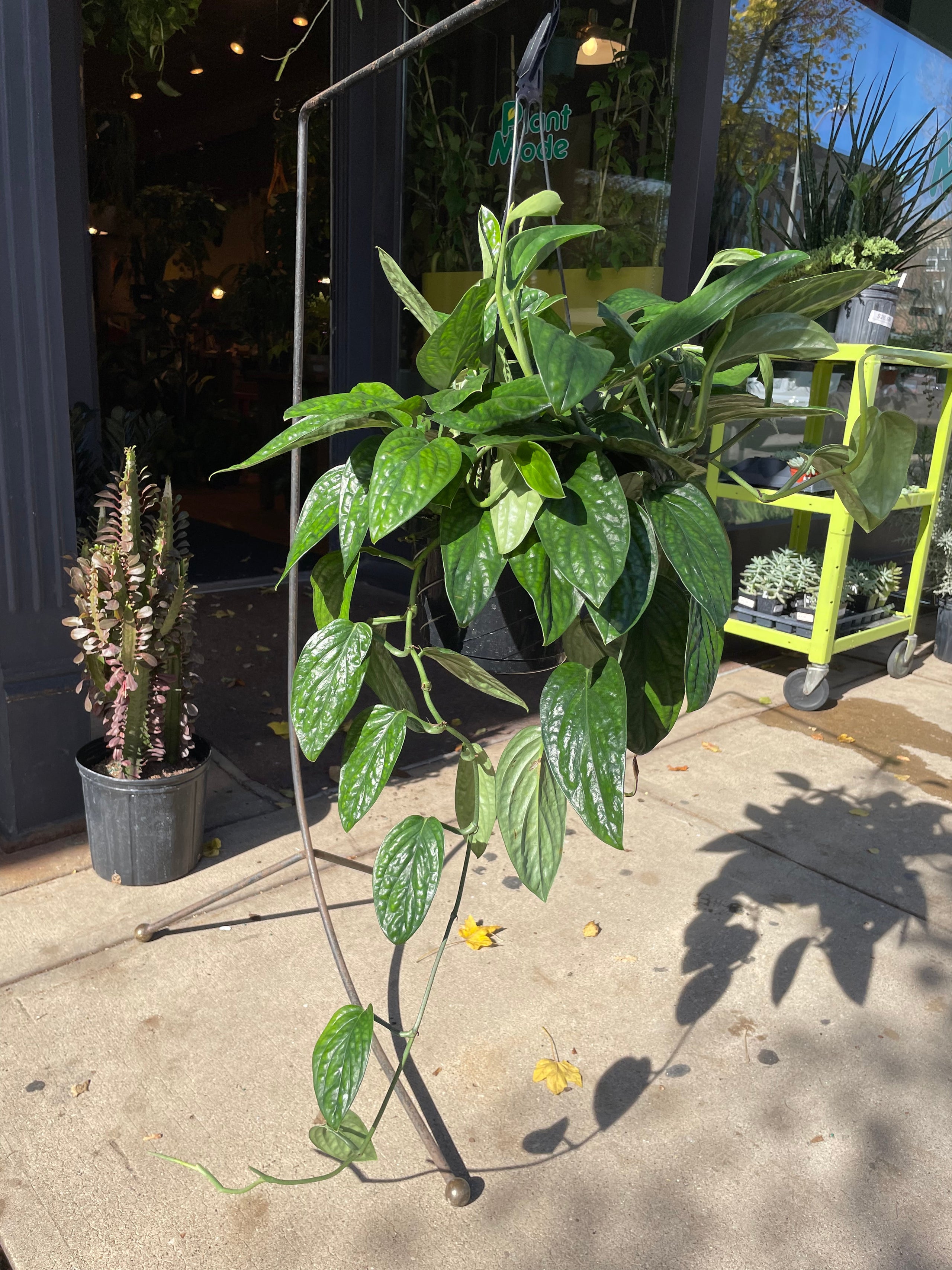 Monstera Peru | Plant Mode