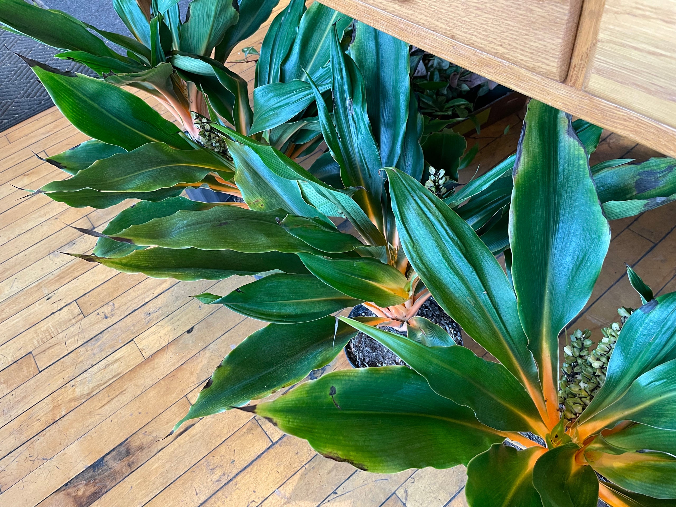 Chlorophytum green orange store