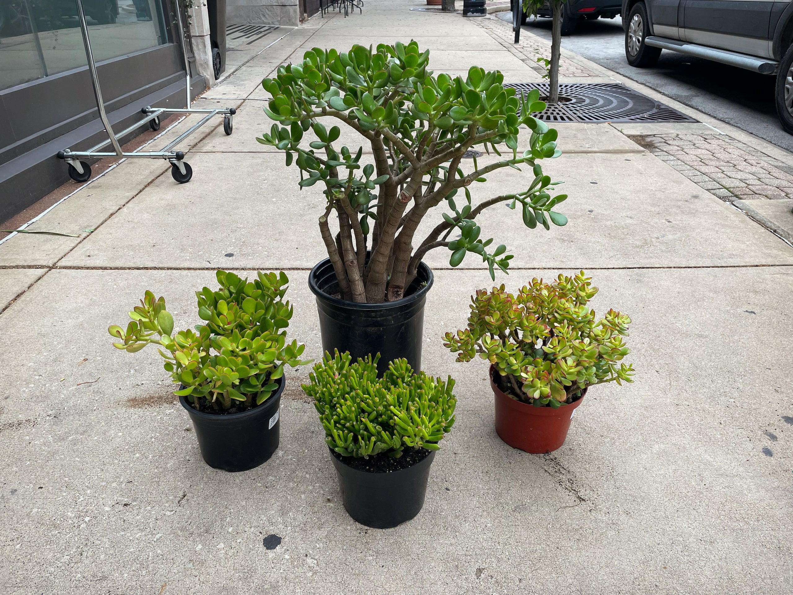 Jade Tree | Plant Mode