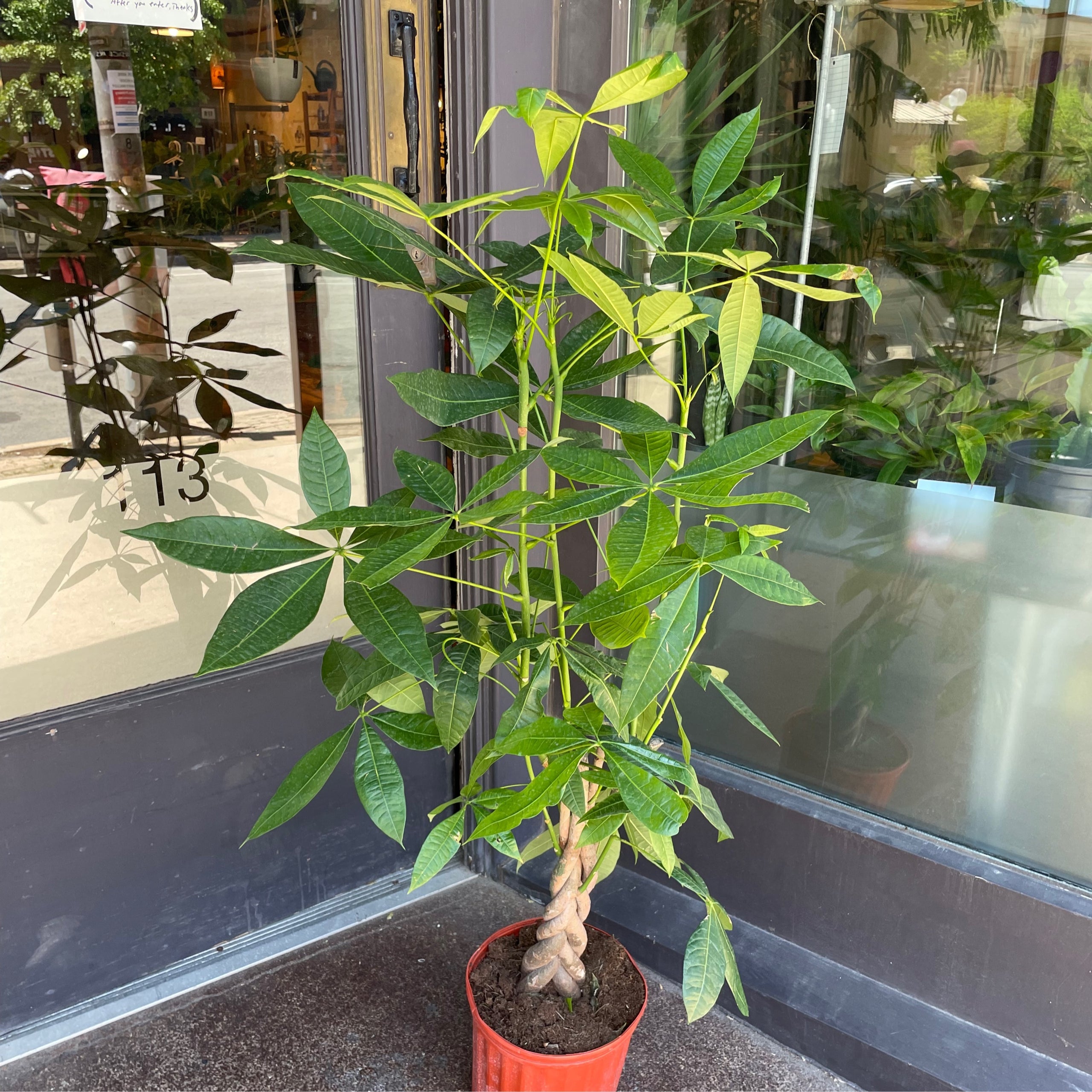Pachira Aquatica Money Tree | Plant Mode
