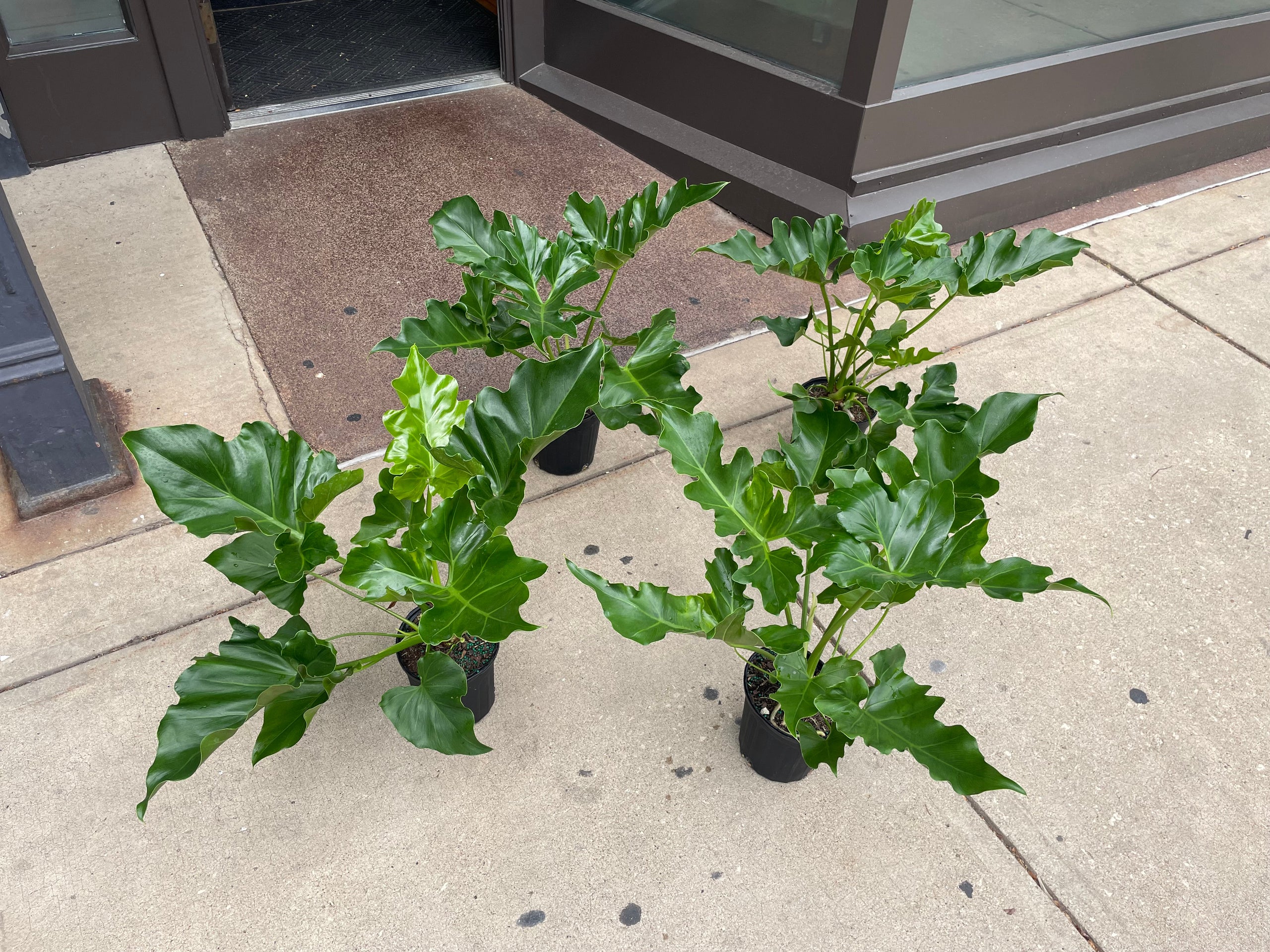 6” Philodendron Revolution | Plant Mode