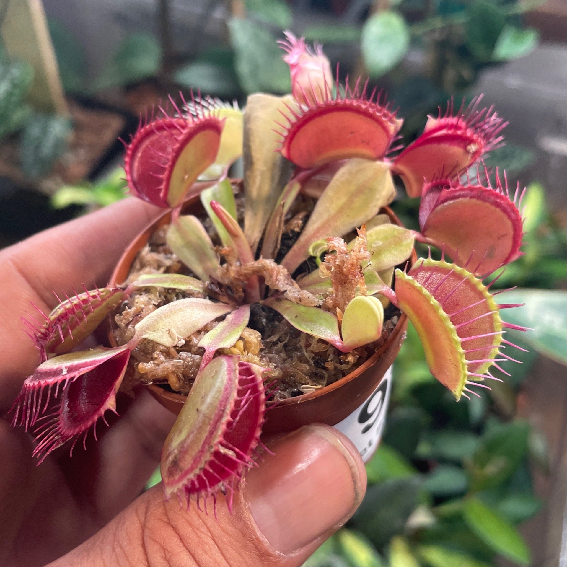 Red Venus Flytrap | Plant Mode