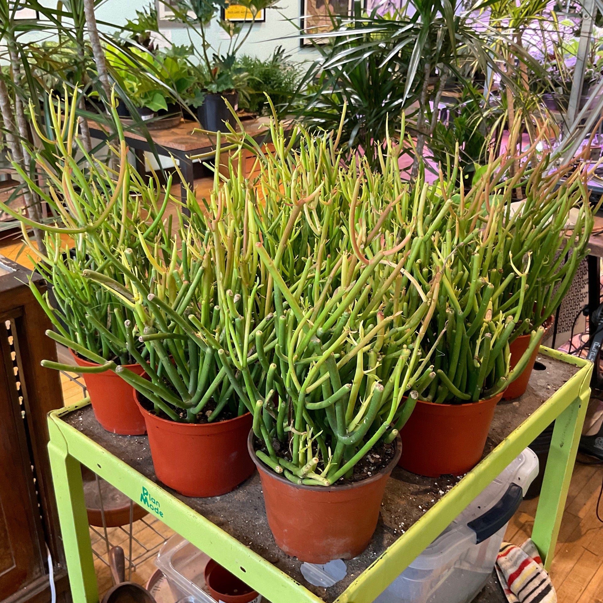 Fire Stick Pencil Cactus | Plant Mode