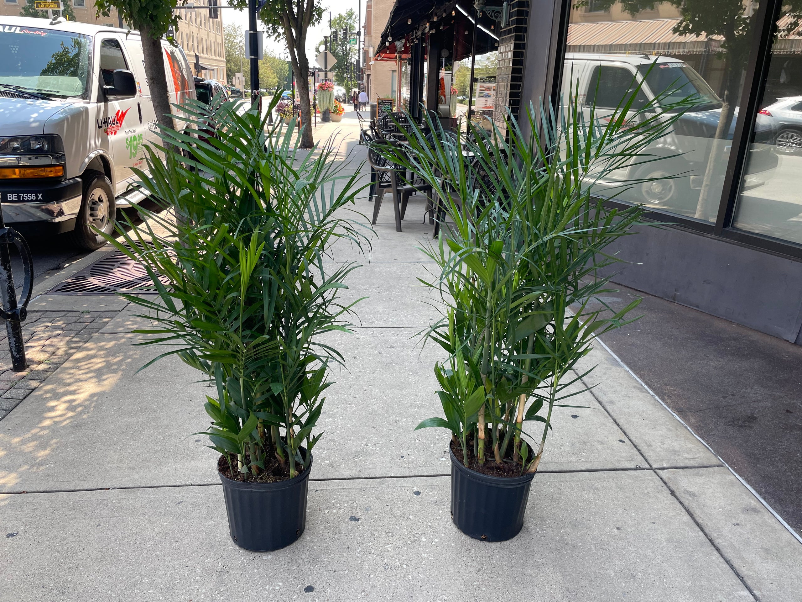 Bamboo palm | Plant Mode