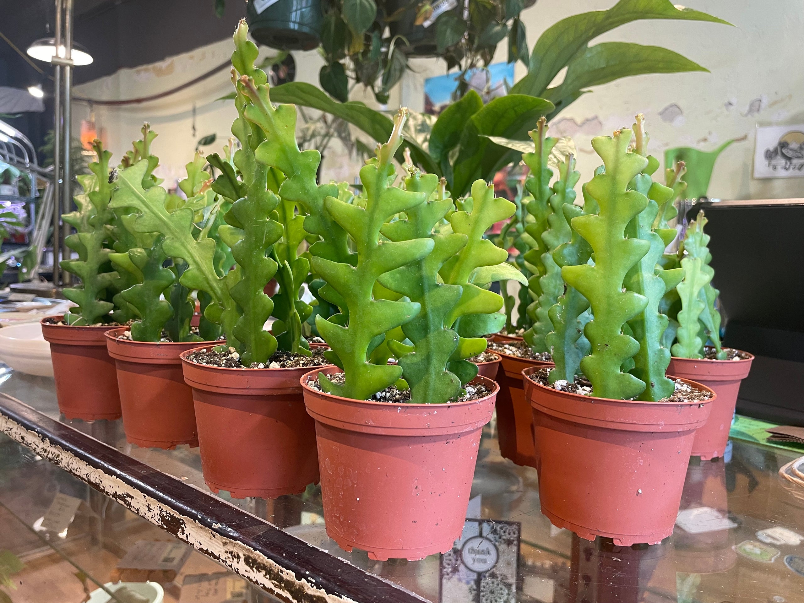 Rik Rak | Plant Mode