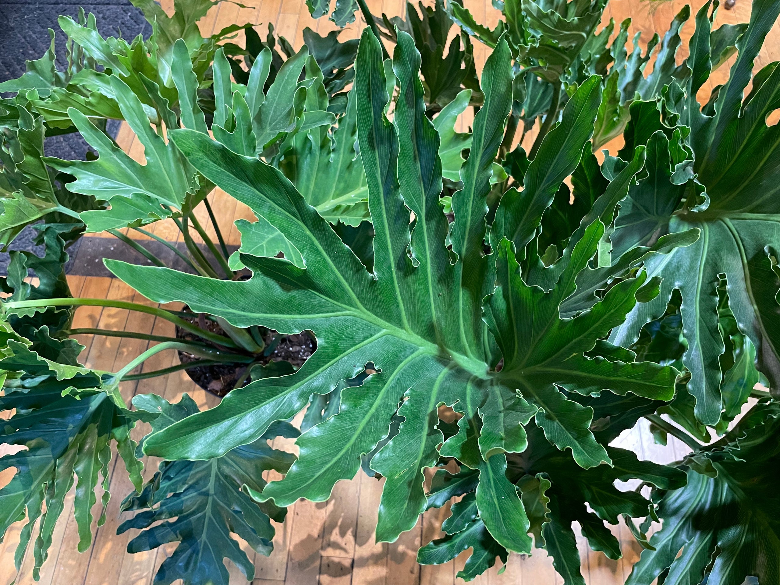 Selloum Philodendron