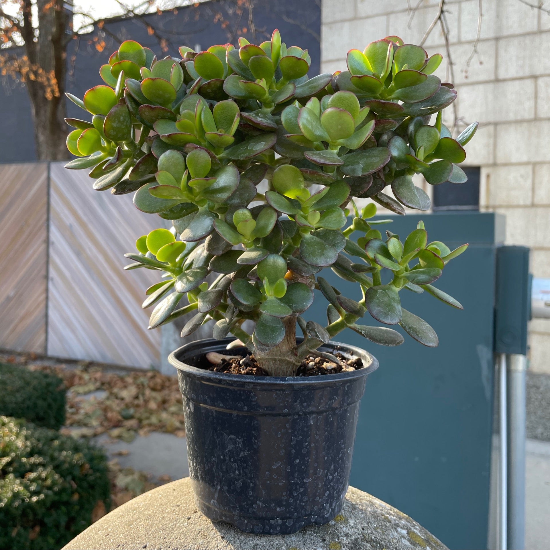 5” Jade Tree | Plant Mode