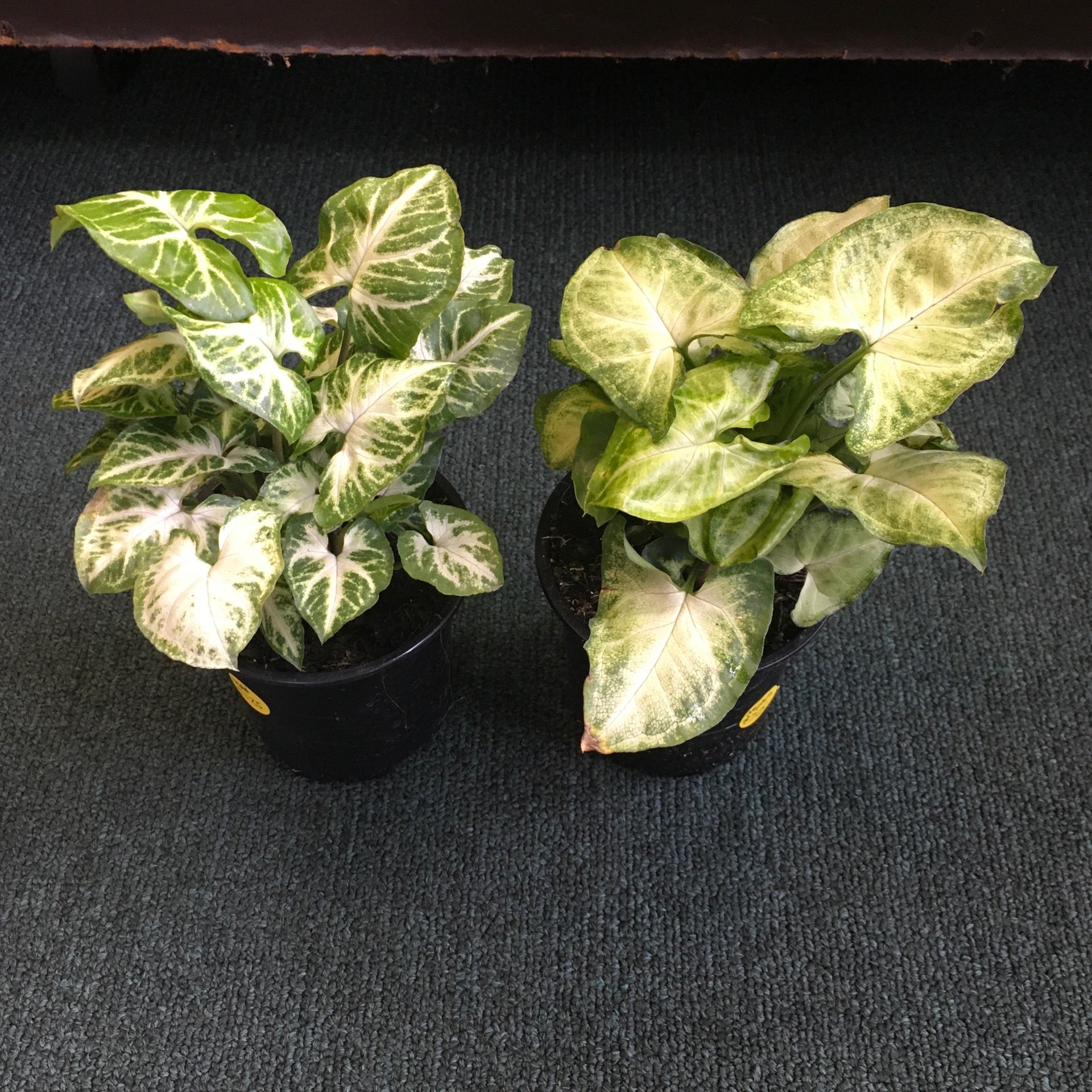 4” Nephthytis | Plant Mode